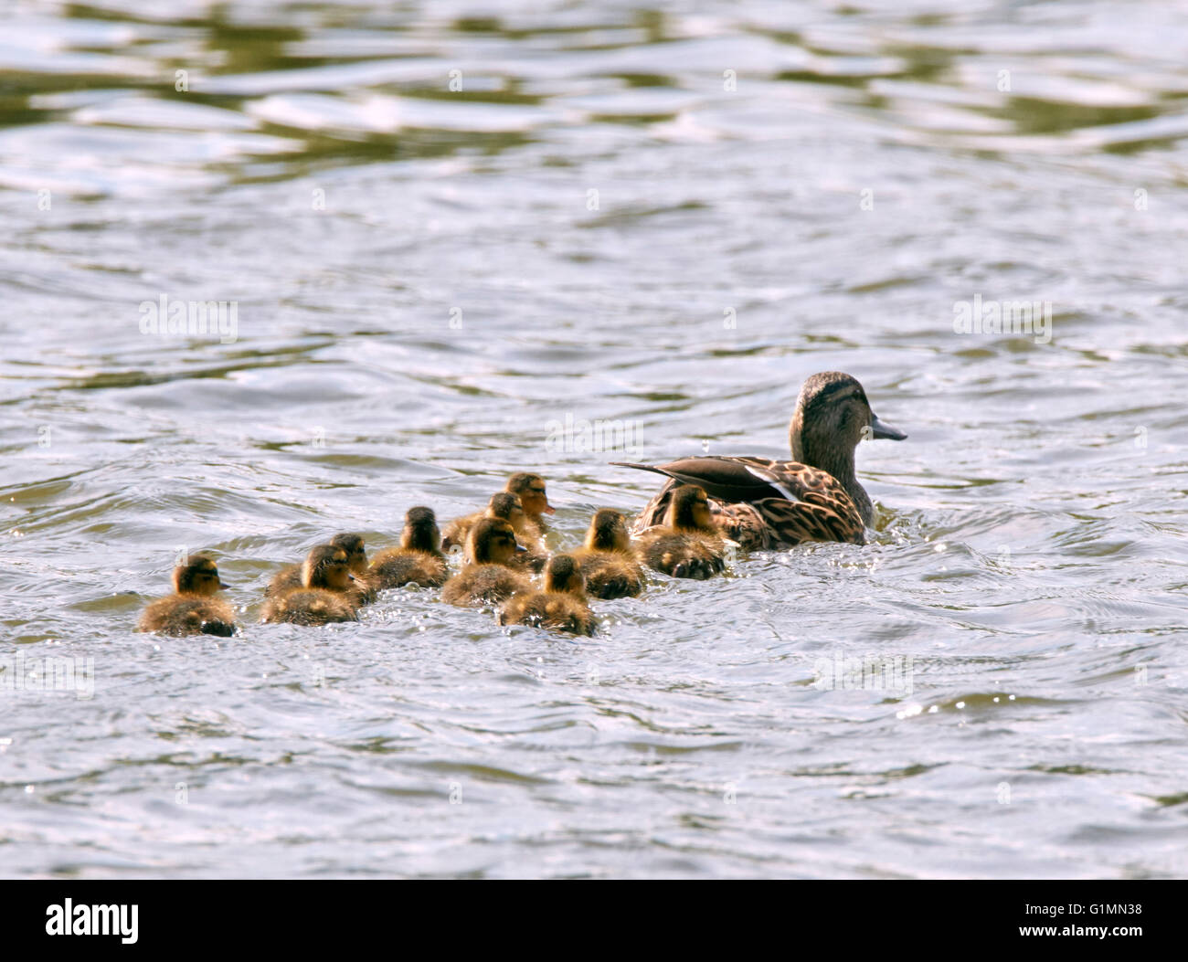 Ten ducklings hi-res stock photography and images - Alamy