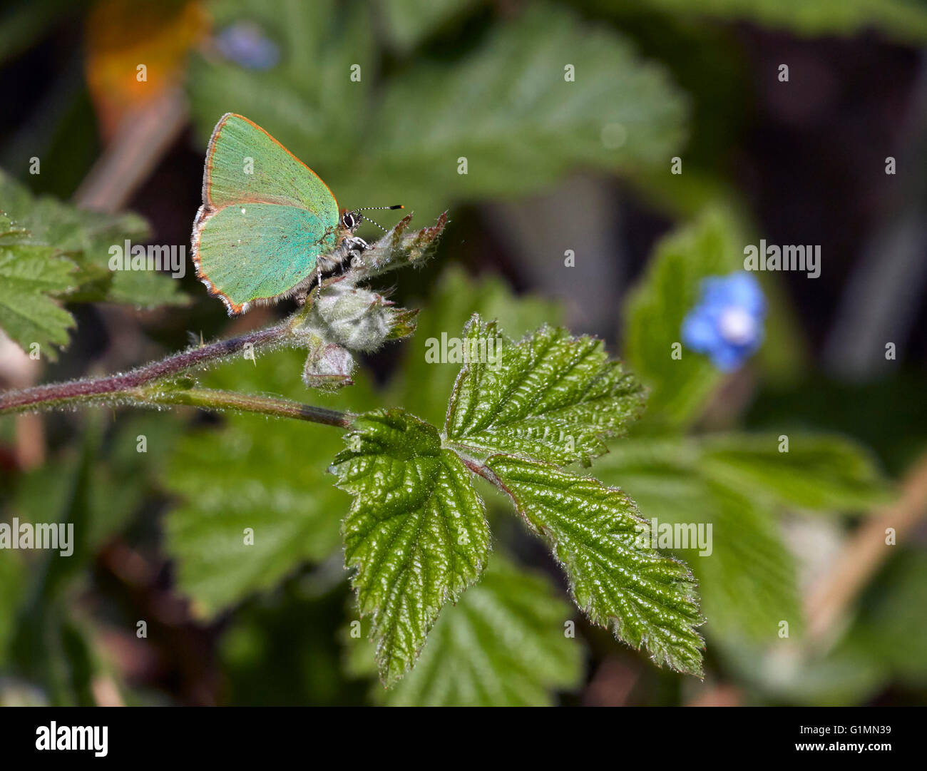 On bramble leaf hi-res stock photography and images - Alamy
