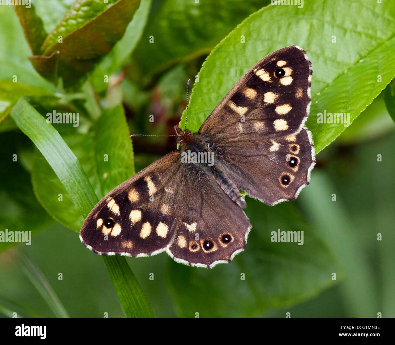 Wood butterfly hi-res stock photography and images - Alamy