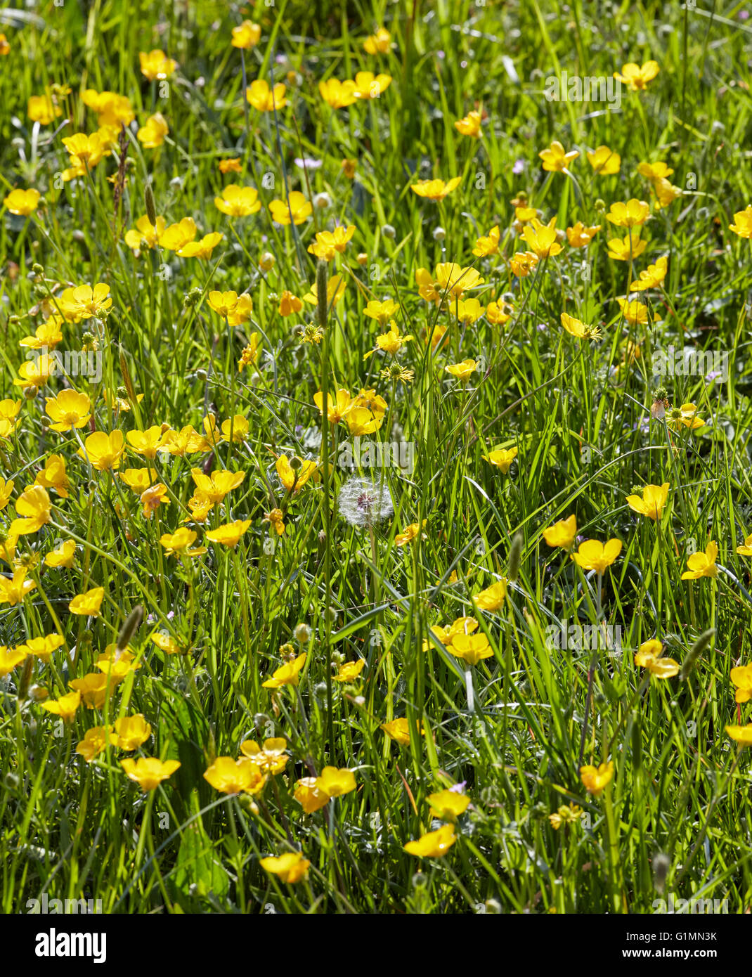 Ranunculus bulbosus hi-res stock photography and images - Alamy