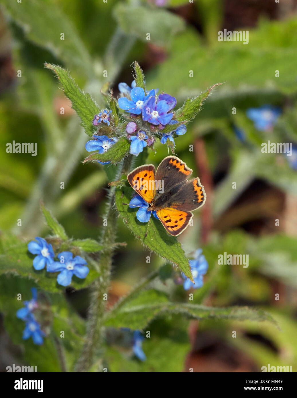 Small Copper nectaring on Green Alkanet. Fairmile Common, Esher, Surrey ...