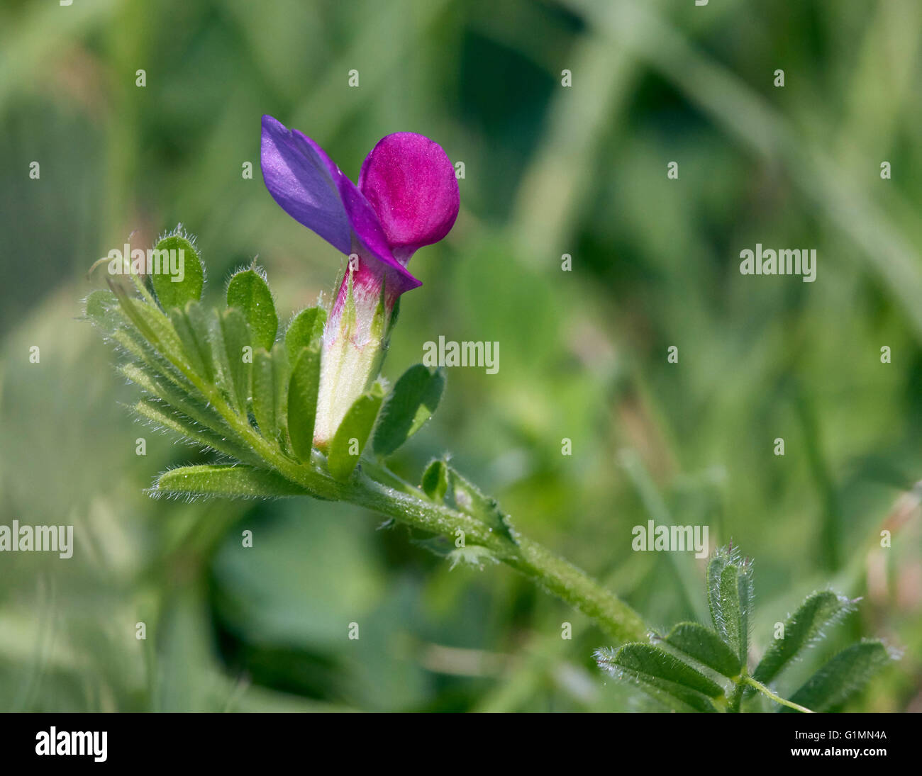 Common vetch hi-res stock photography and images - Alamy