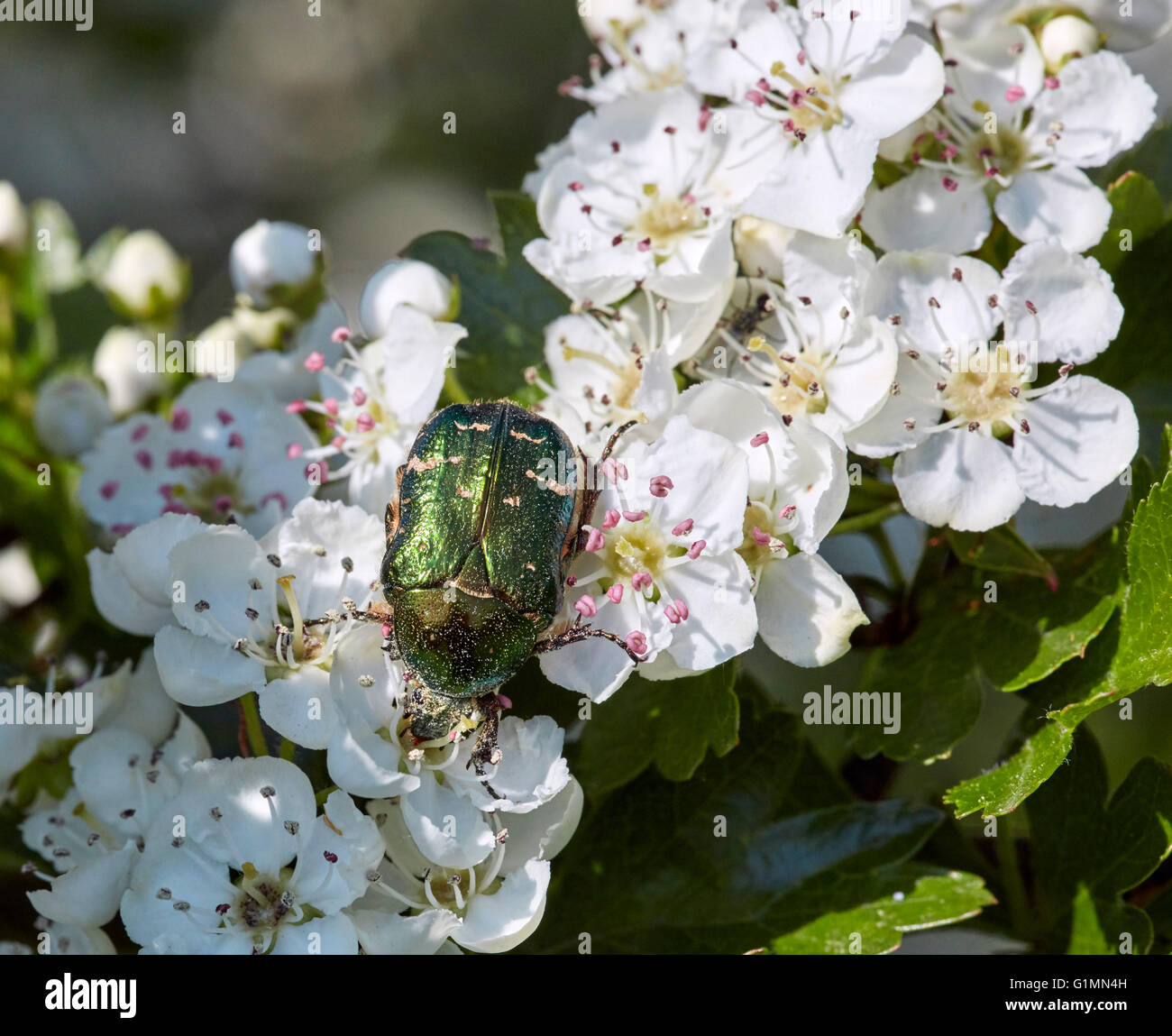Rose chafer beetle hi-res stock photography and images - Alamy