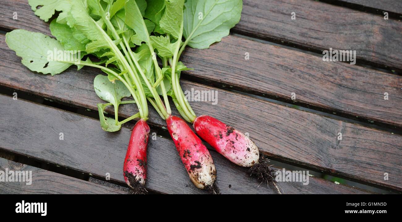 Three radishes freshly pulled from the ground with soil and roots still ...