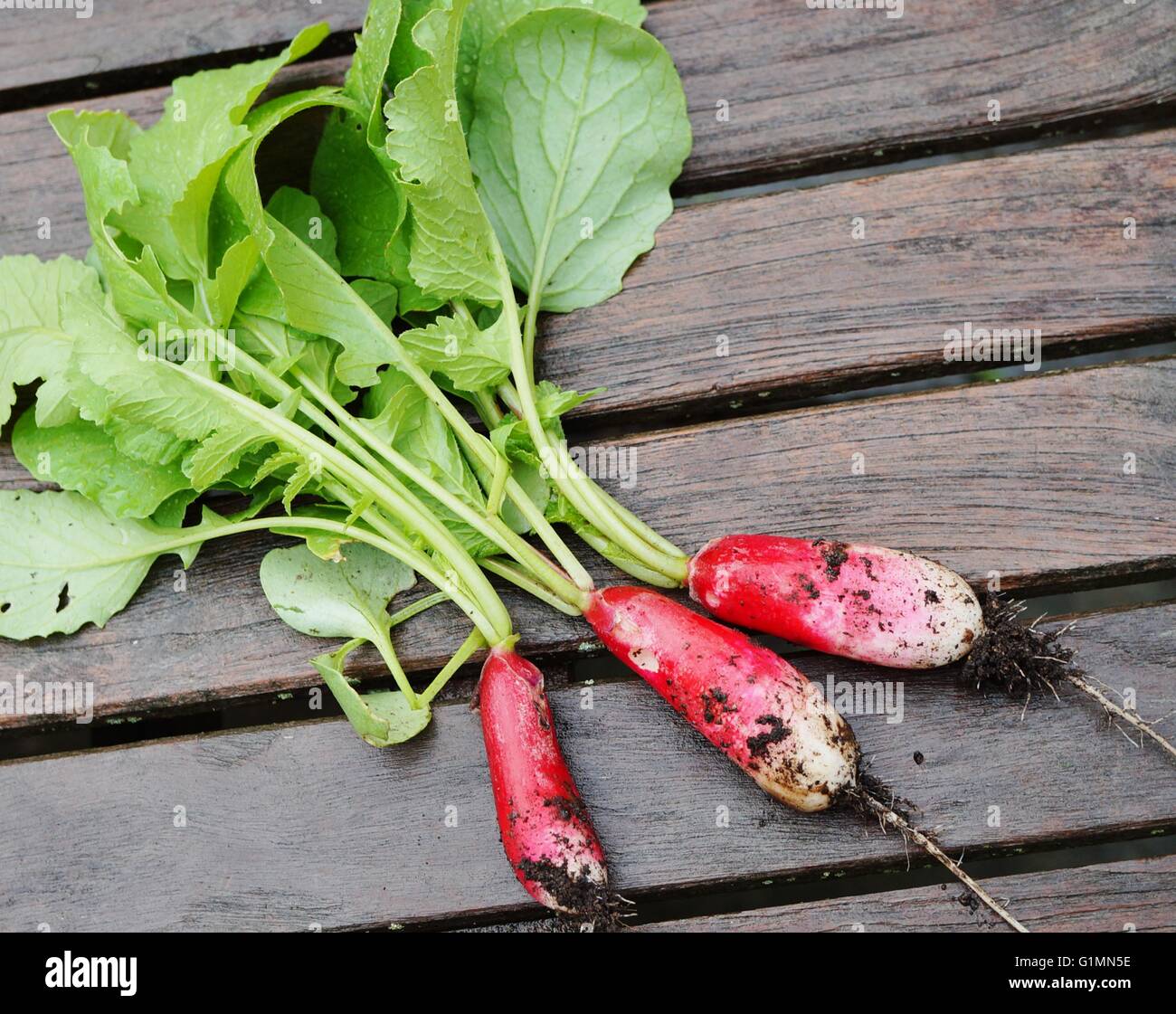 Soil with roots hi-res stock photography and images - Alamy