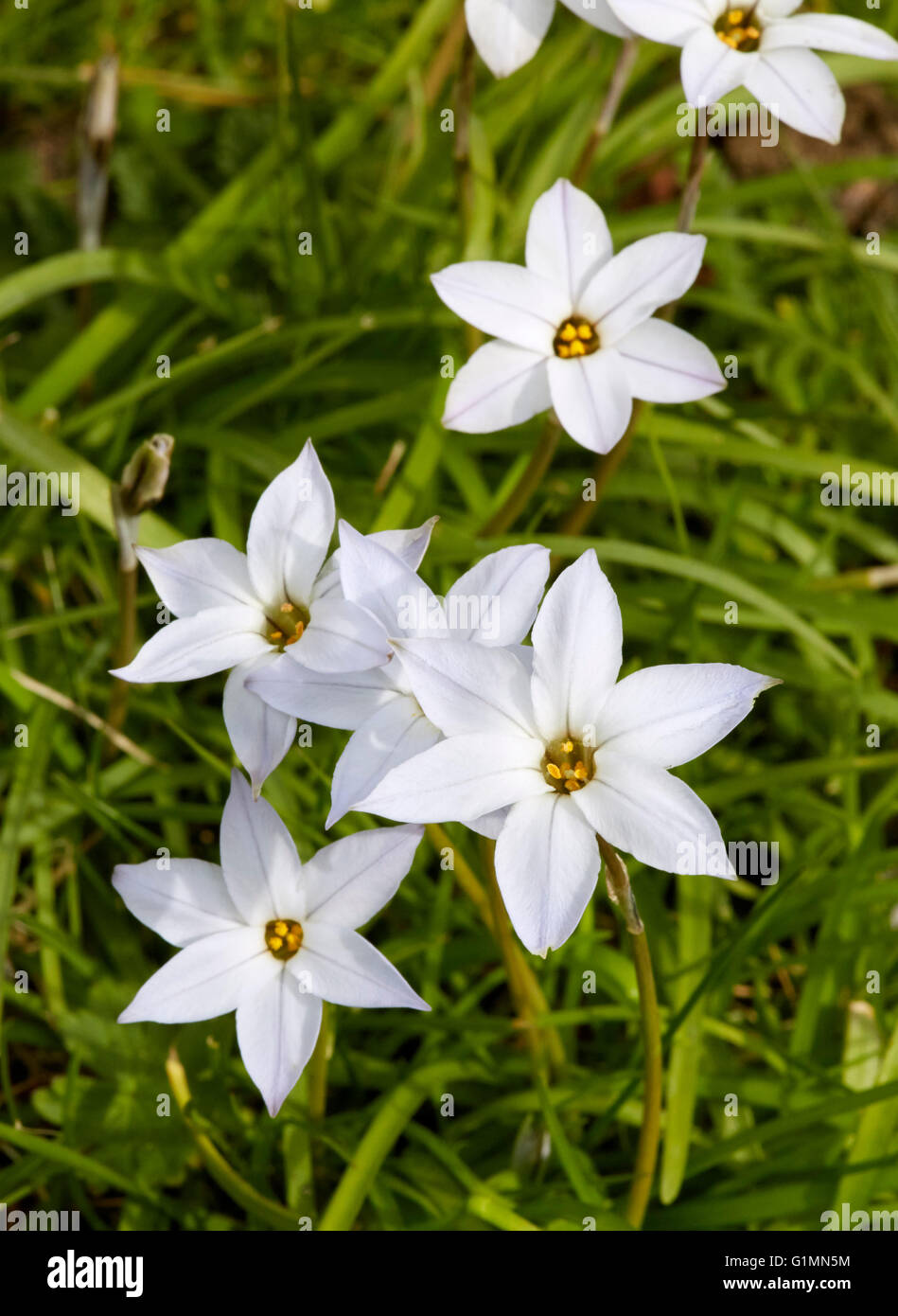 Spring starflower. Hurst Park, West Molesey, Surrey, England Stock ...