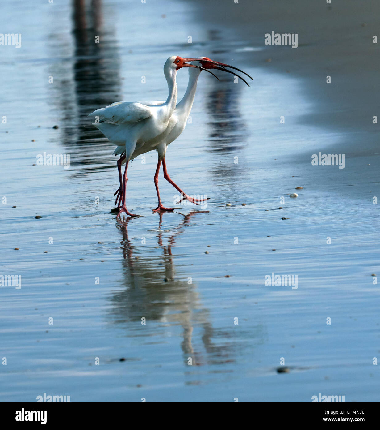 White ibis birds on florida hi-res stock photography and images - Alamy