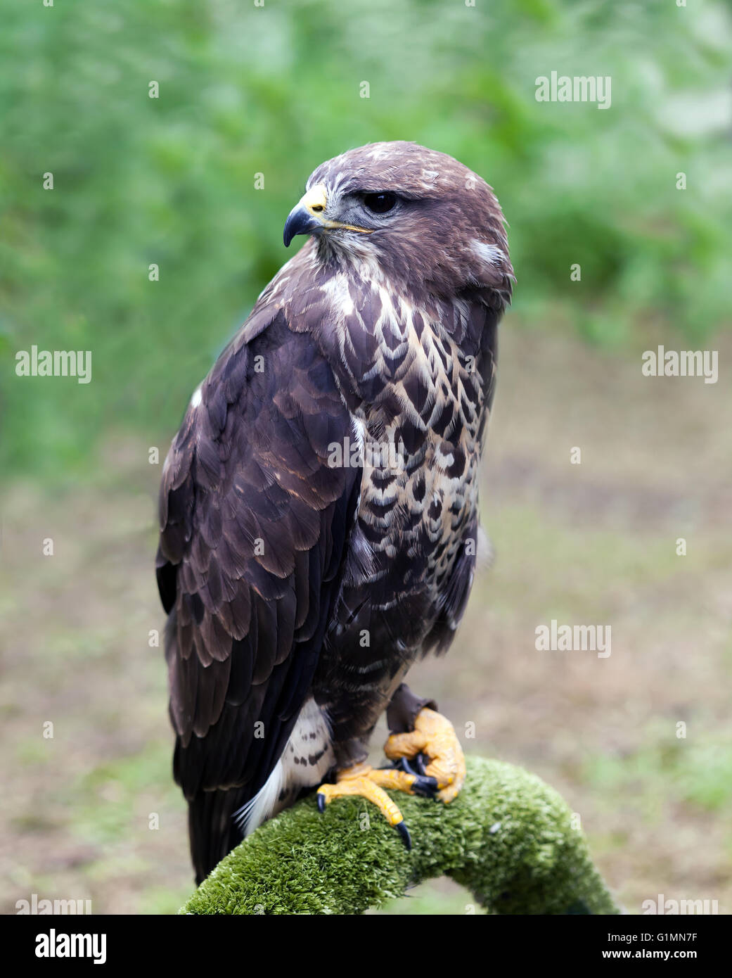 Nunhead cemetery hi-res stock photography and images - Alamy