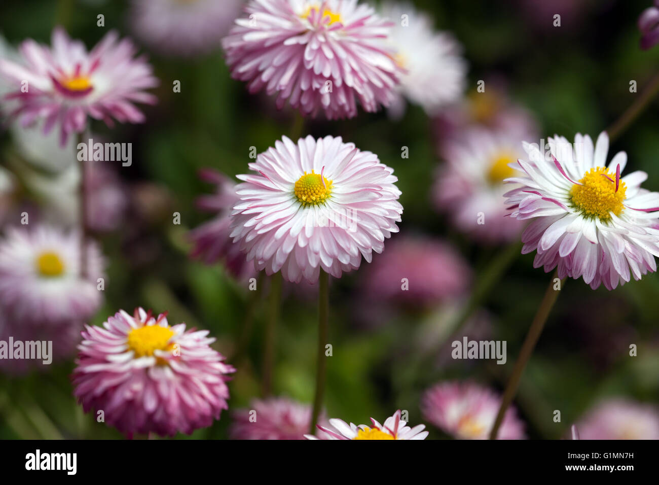 Close-up photograph of a group of Aster Flowers Stock Photo - Alamy
