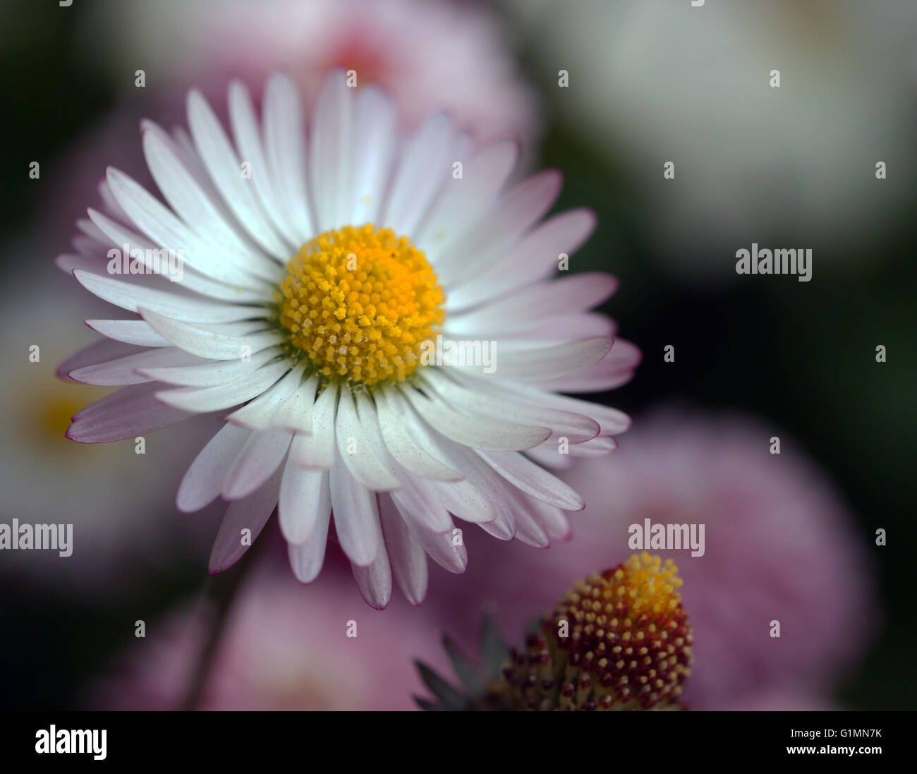 Macro photograph of a single Aster Flower Stock Photo - Alamy