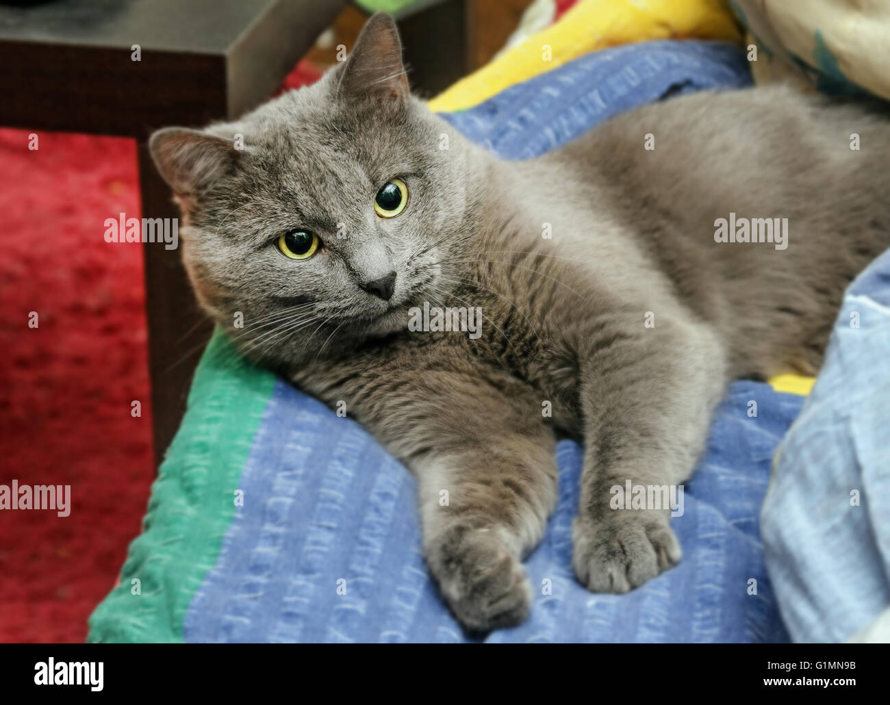 Nice adult grey cat sprawled in bed Stock Photo - Alamy