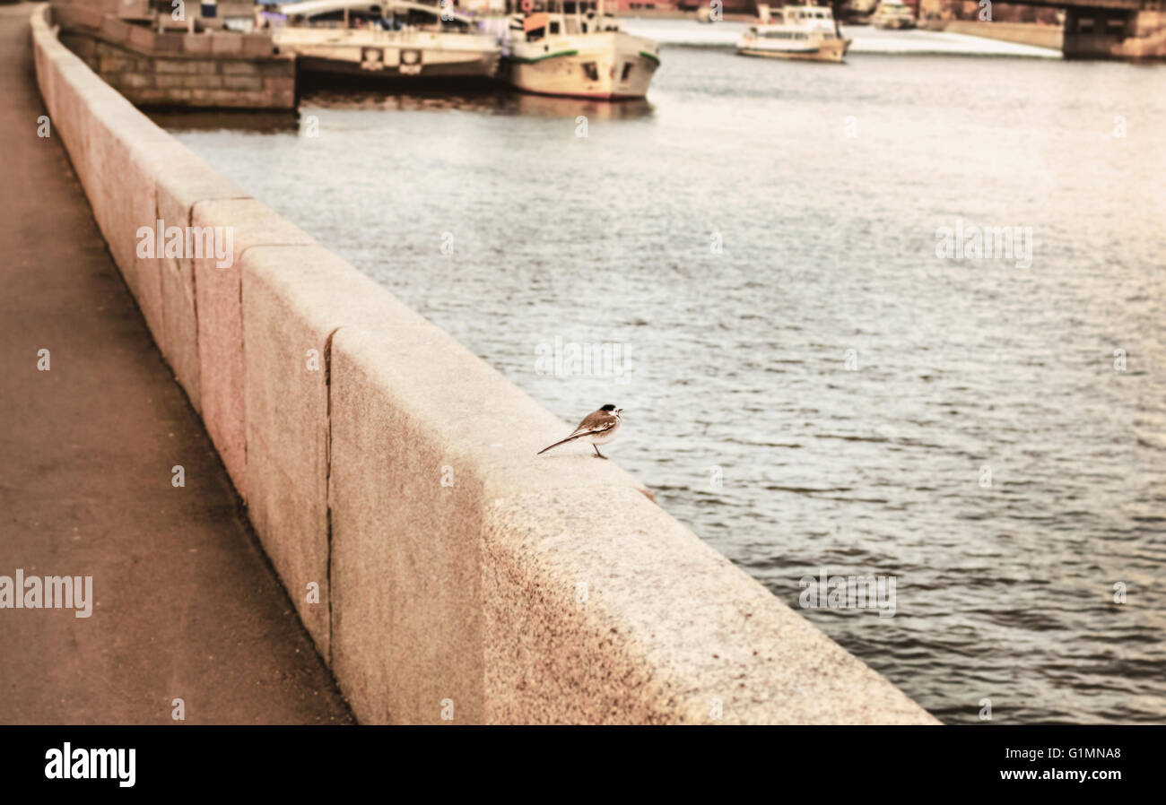 Little bird on granite parapet of embankment at day Stock Photo - Alamy