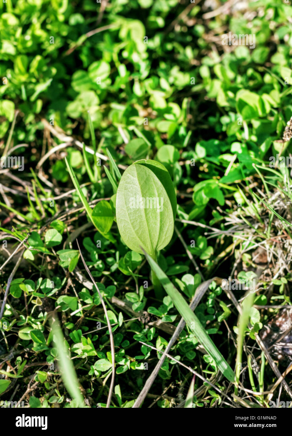Beauty young sprout of plantain in spring grass Stock Photo - Alamy