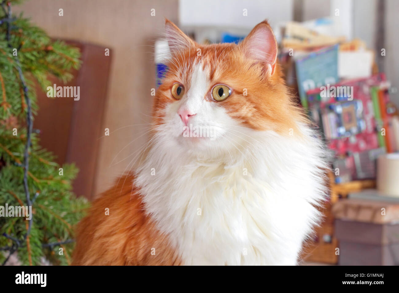 Nice big red cat stares sideways on room Stock Photo - Alamy