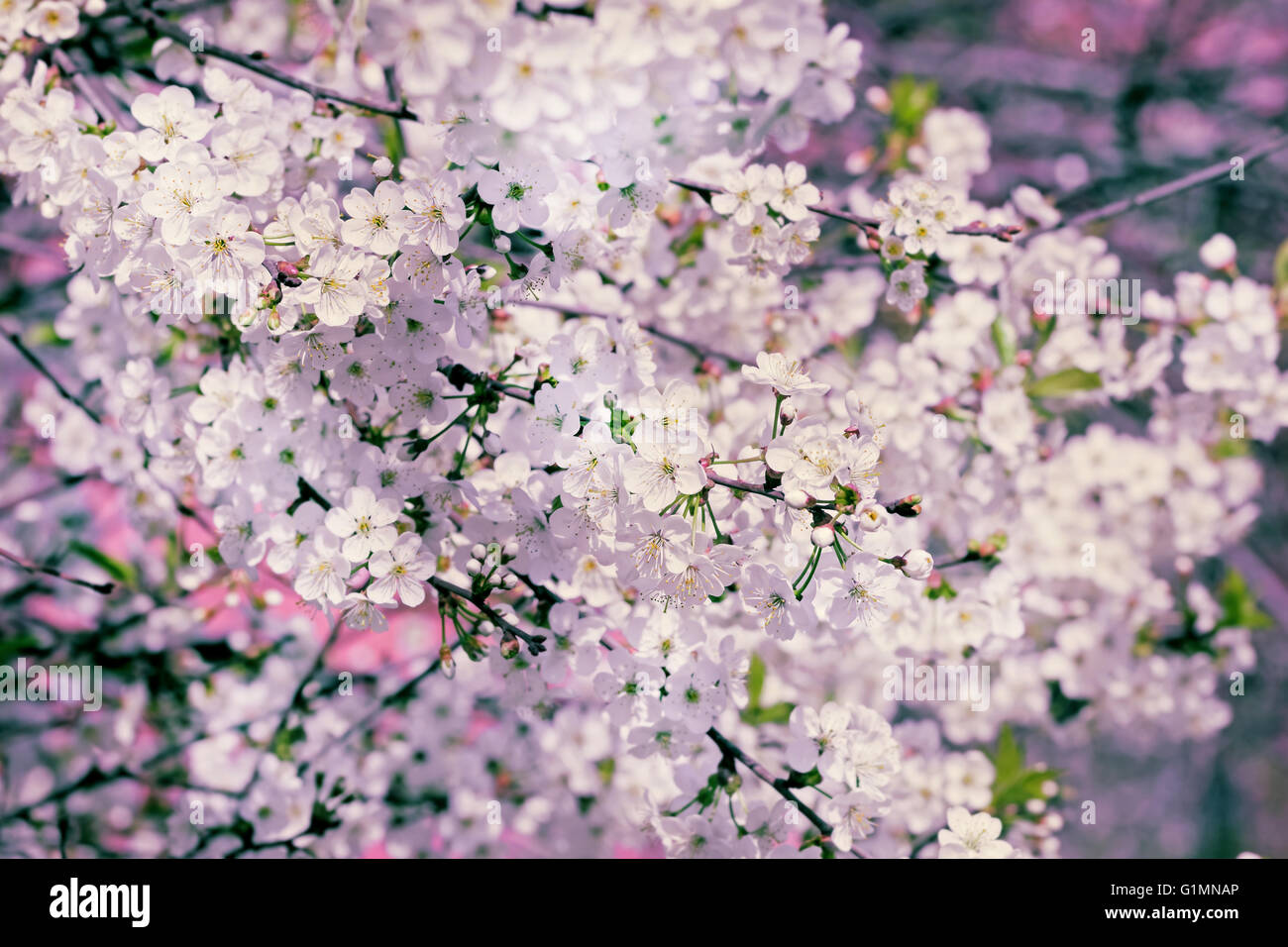 Cherry tree dance hi-res stock photography and images - Alamy