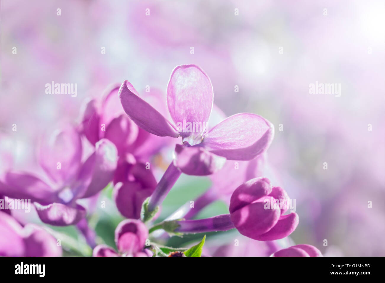 Big nice flower of lilac at light sphere Stock Photo - Alamy
