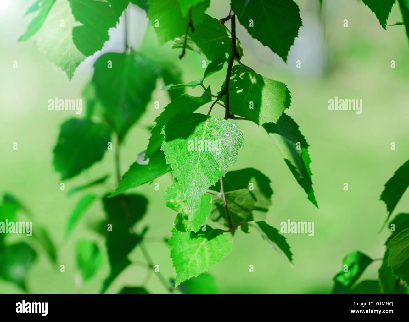 Nice spring birch branch at sunny day Stock Photo - Alamy