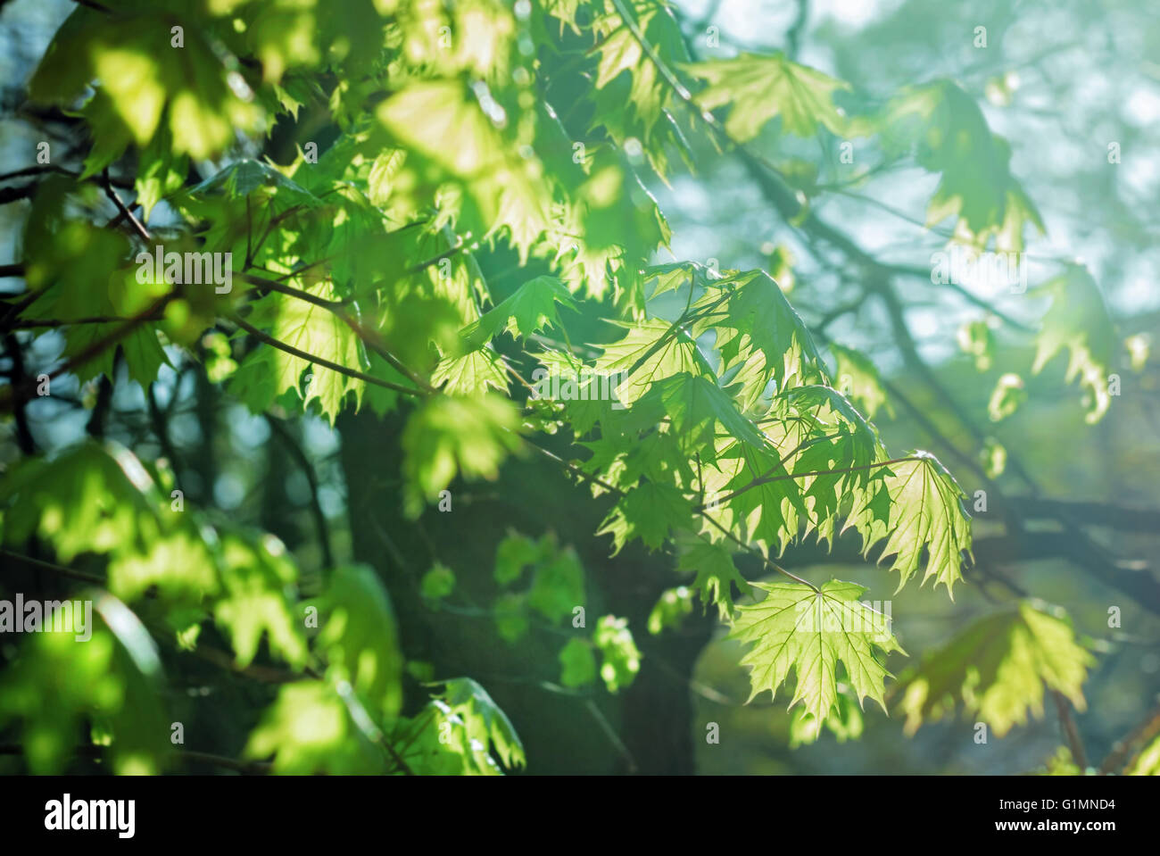 Very young maple tree in the forest in spring hi-res stock photography ...