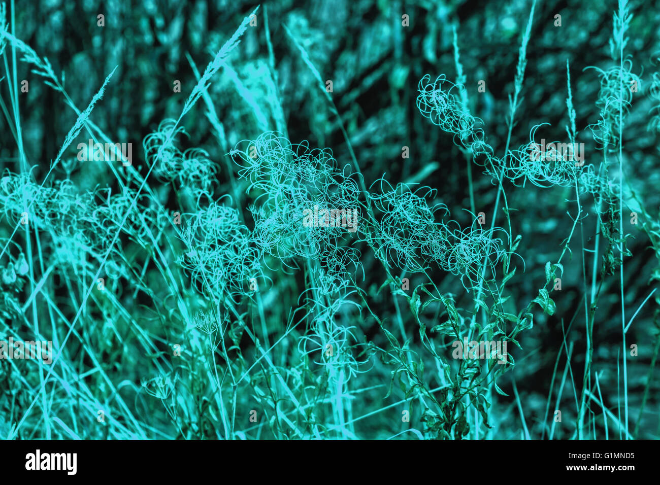 Fantastic beauty curly grass in emerald color Stock Photo - Alamy