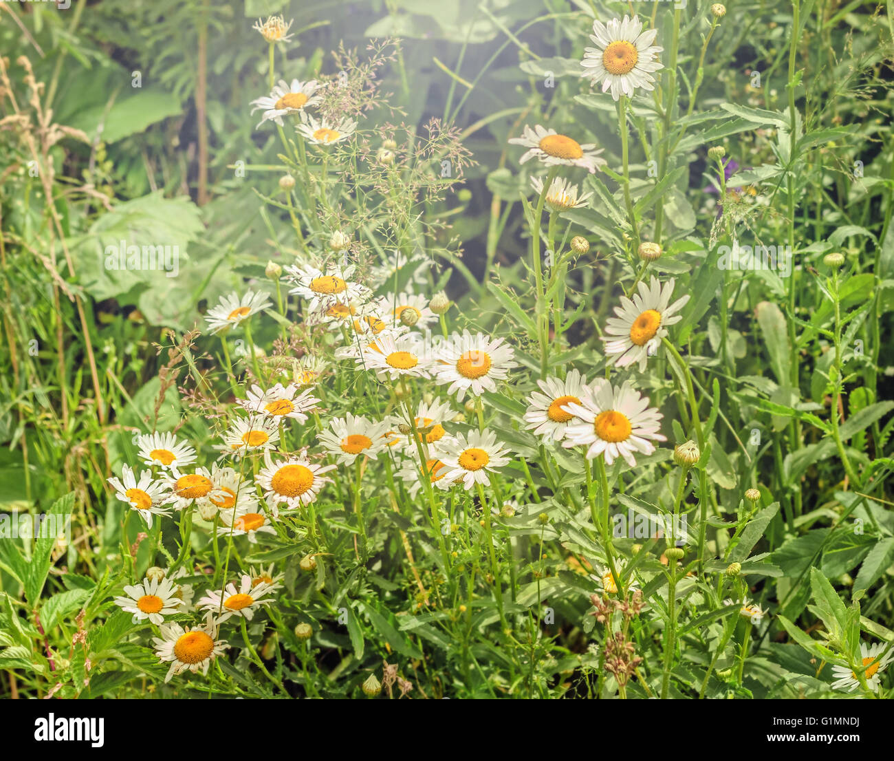 Fact of the day hi-res stock photography and images - Alamy