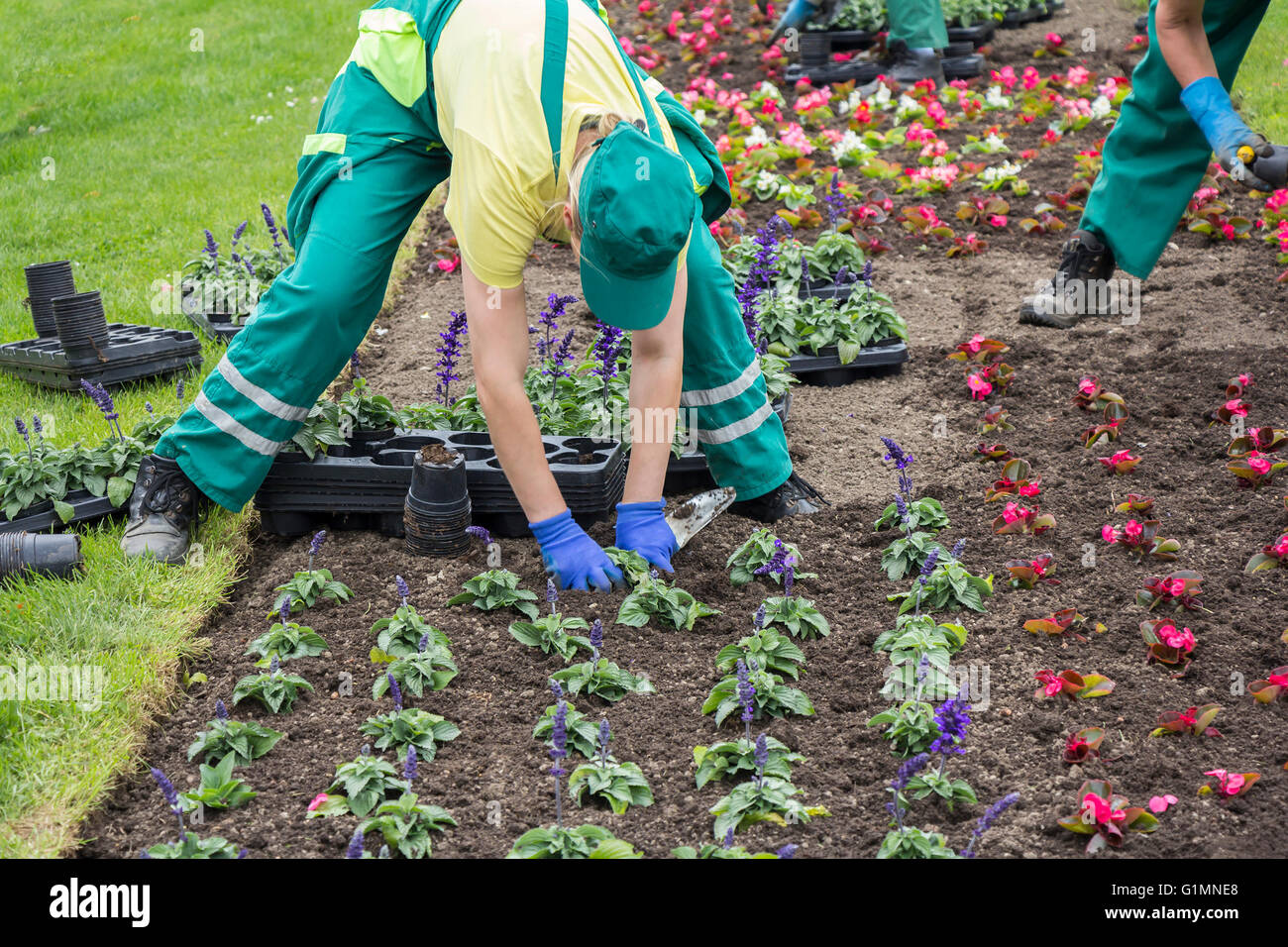 Gardeners hands planting flowers at city park Stock Photo - Alamy