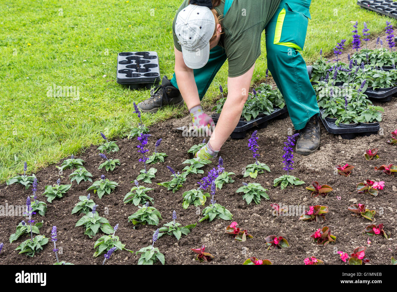 Gardeners hands planting flowers at city park Stock Photo - Alamy