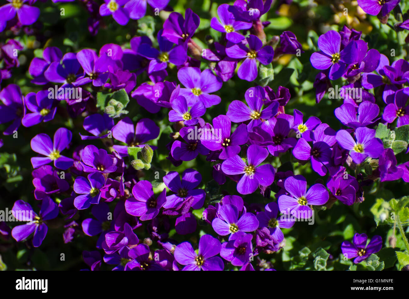 Beautiful blue garden flowers all over Stock Photo - Alamy