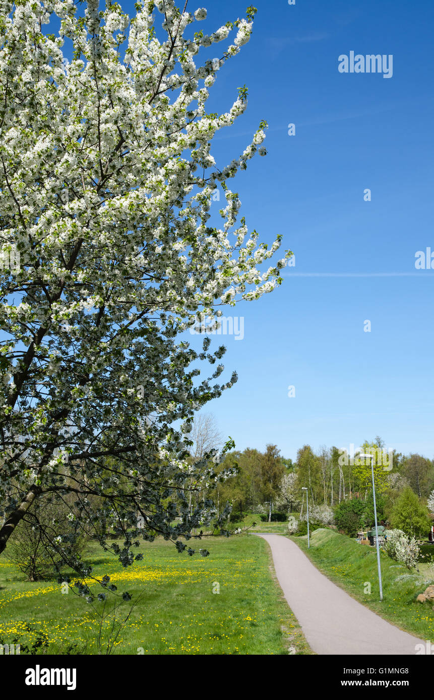 Beautiful walkway with blossom tree at spring Stock Photo - Alamy