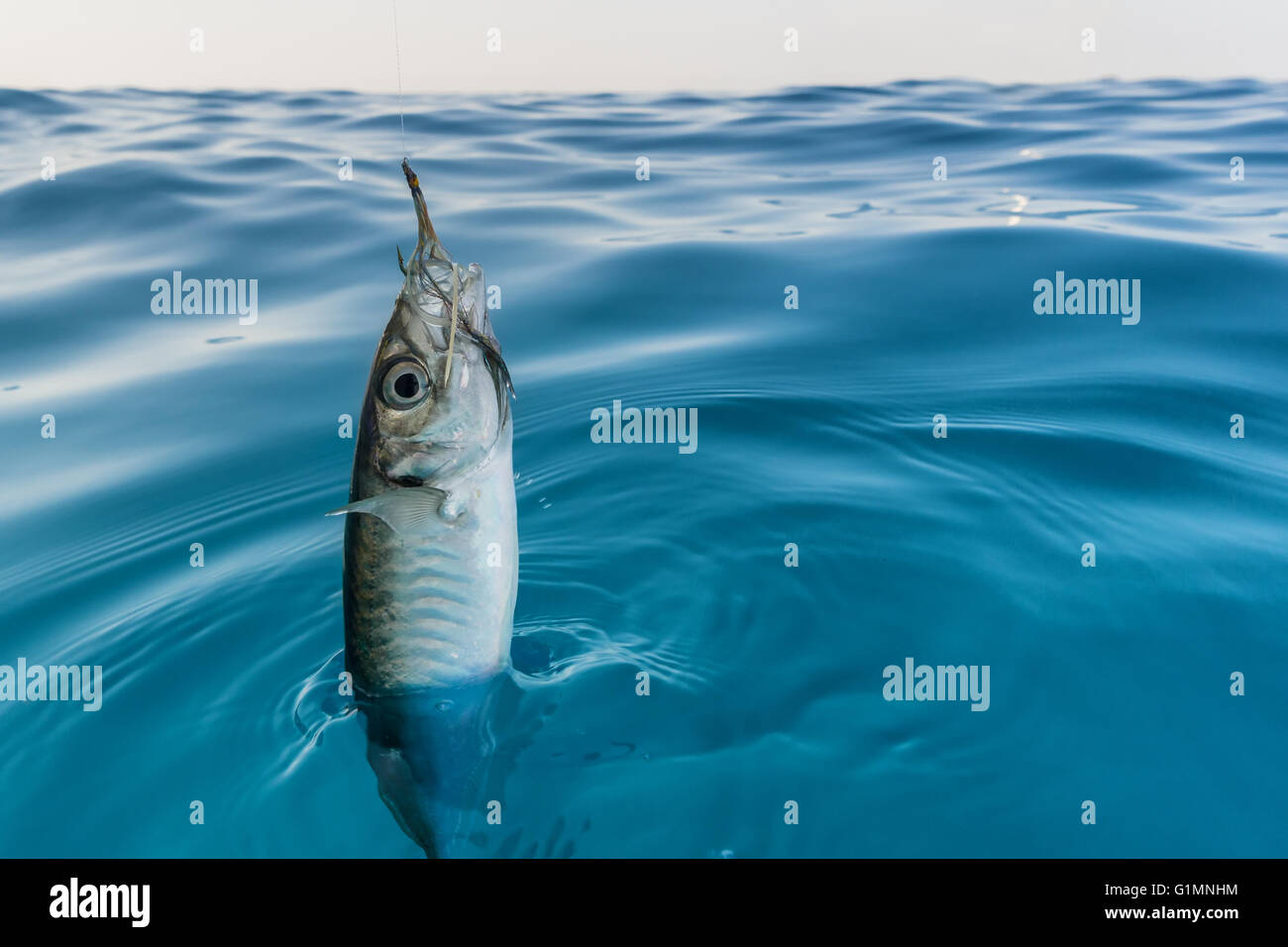 catched fish on a hook Stock Photo - Alamy