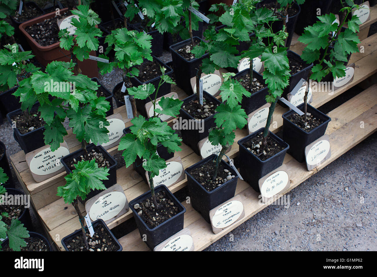 Different types of fresh and biological grapevine plants in pots ...