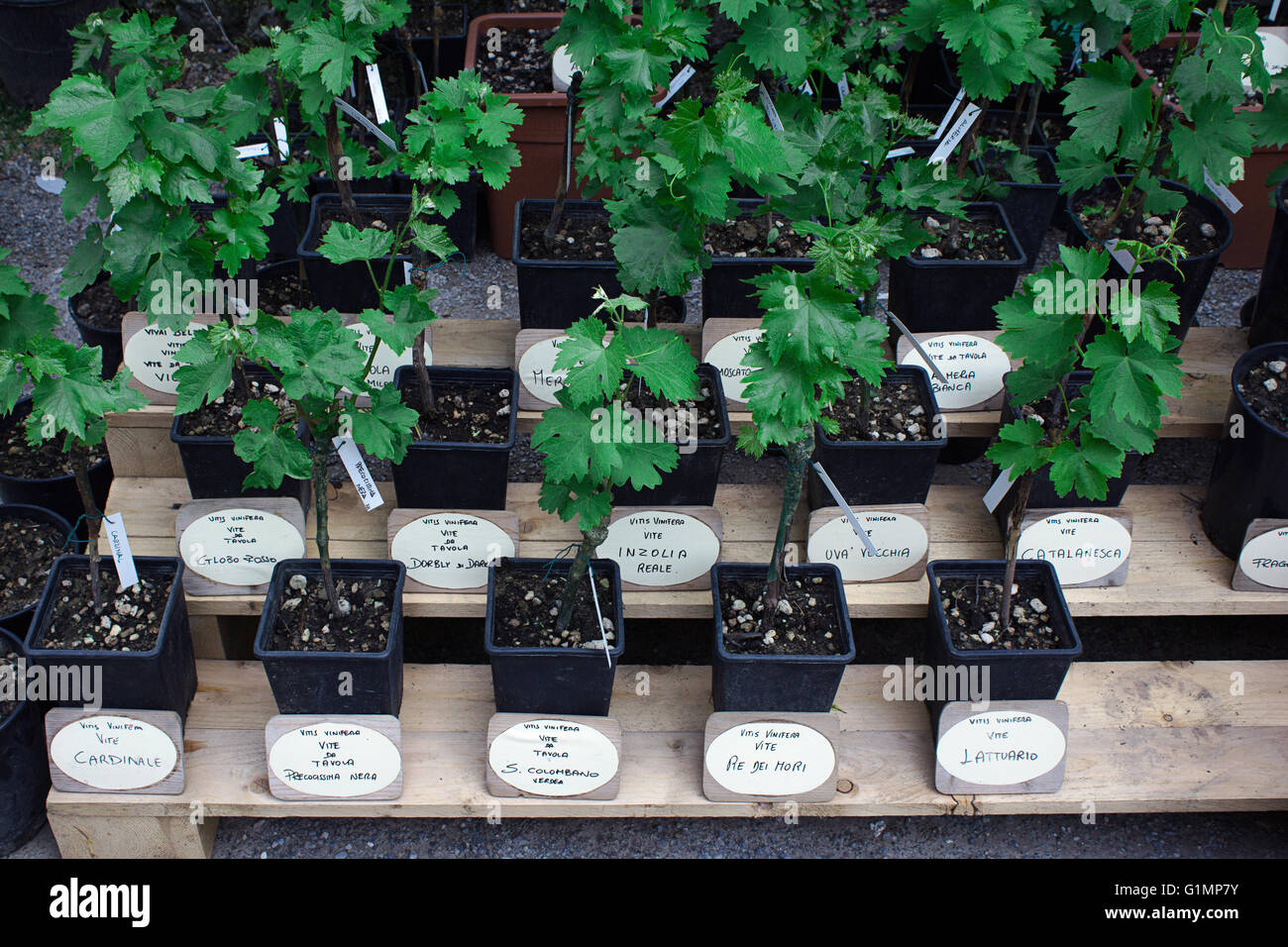 Different types of fresh and biological grapevine plants in pots ...