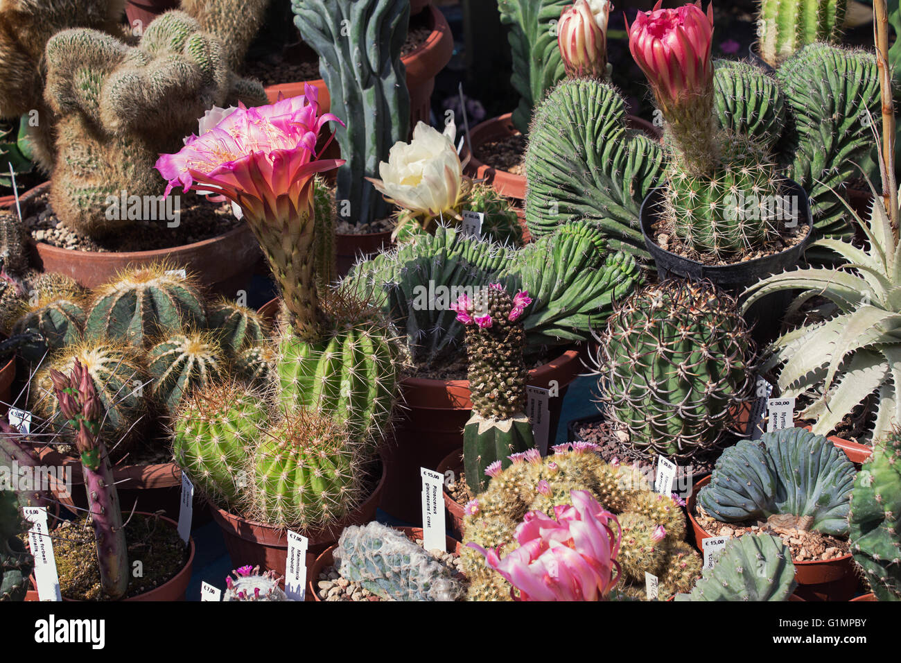 Mix of succulent or fat plant outdoor in the garden Stock Photo - Alamy