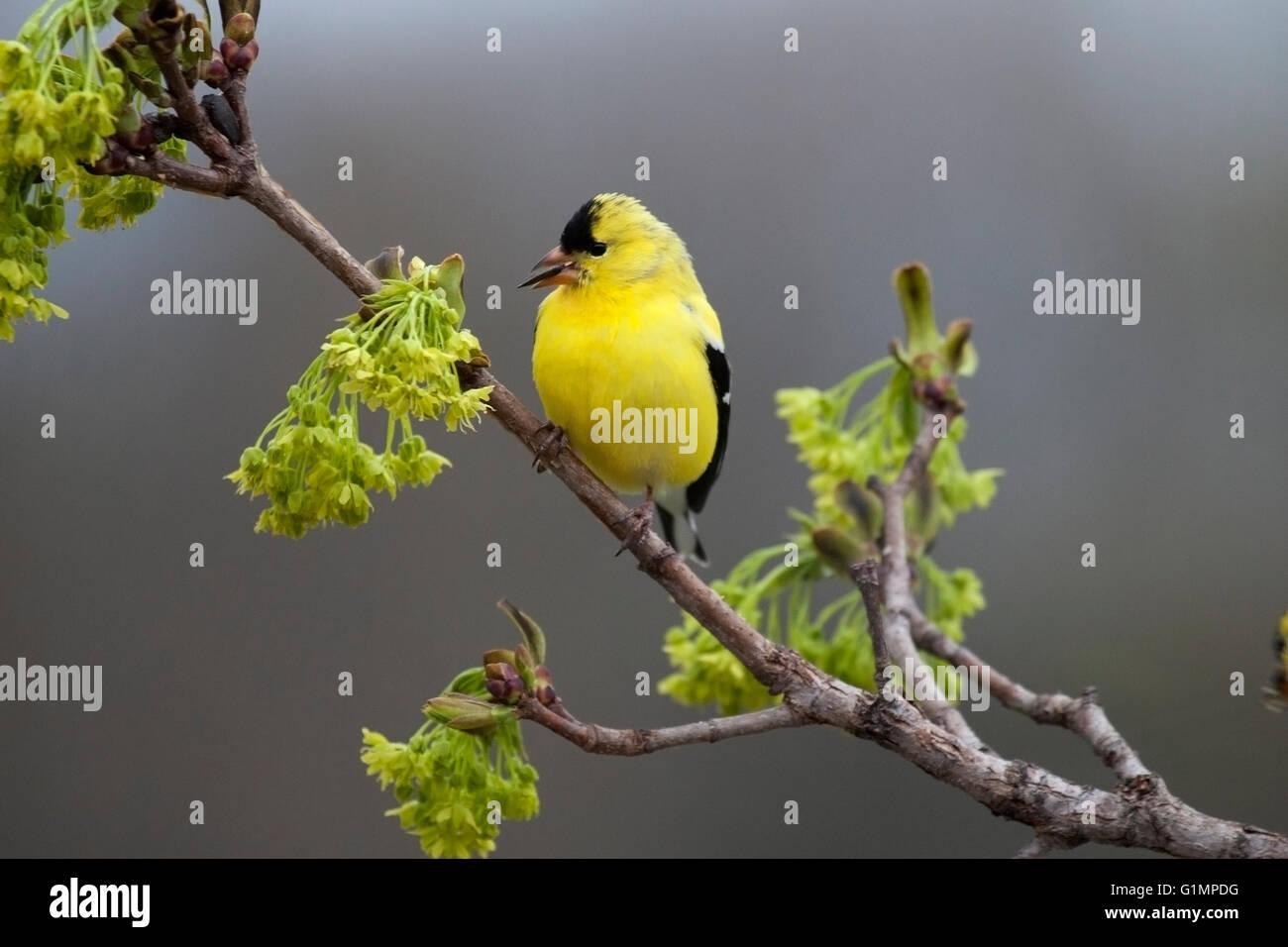 Brightly colored goldfinch perches among spring green leaves on maple ...