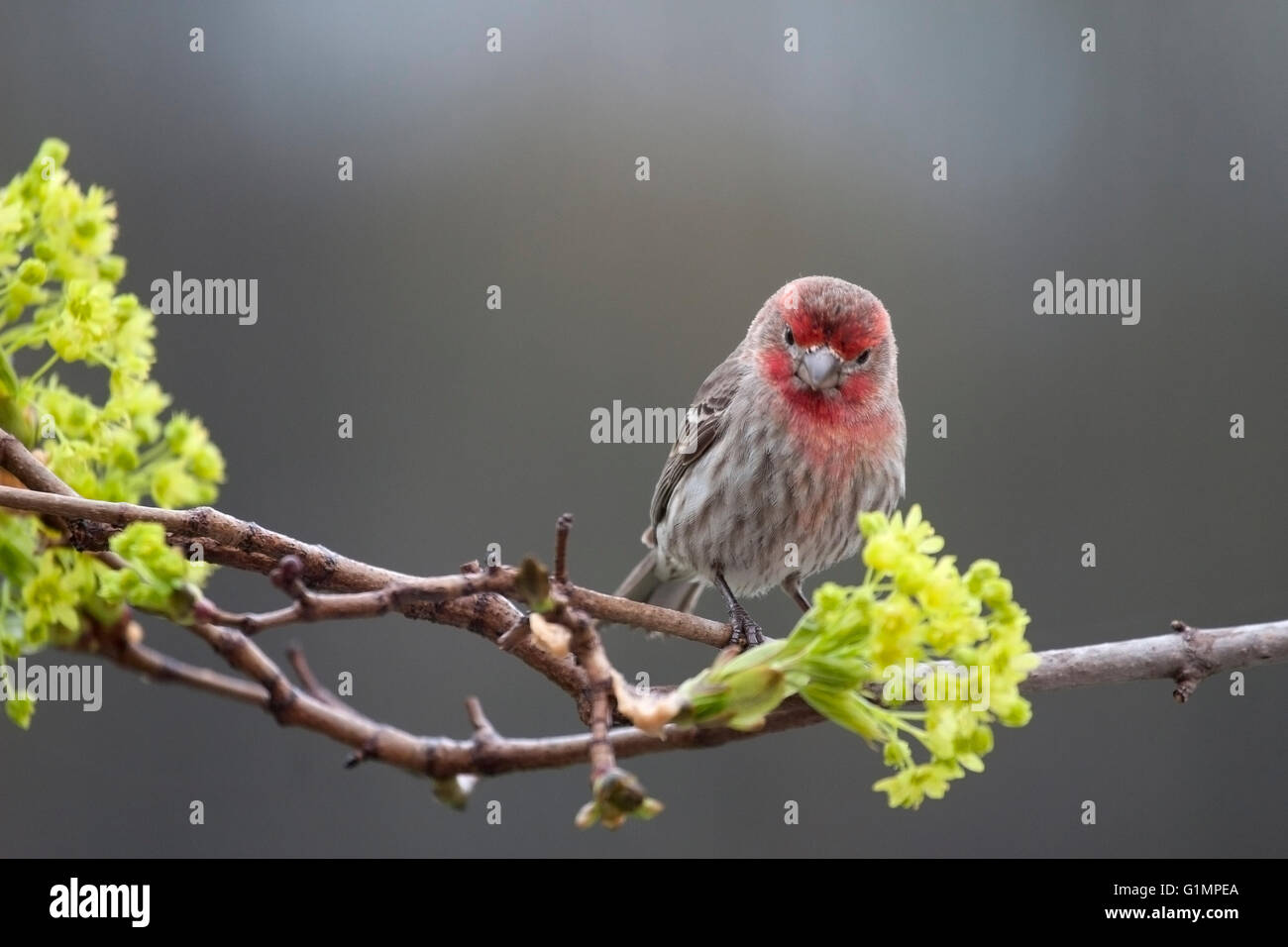 Curious house finch hi-res stock photography and images - Alamy