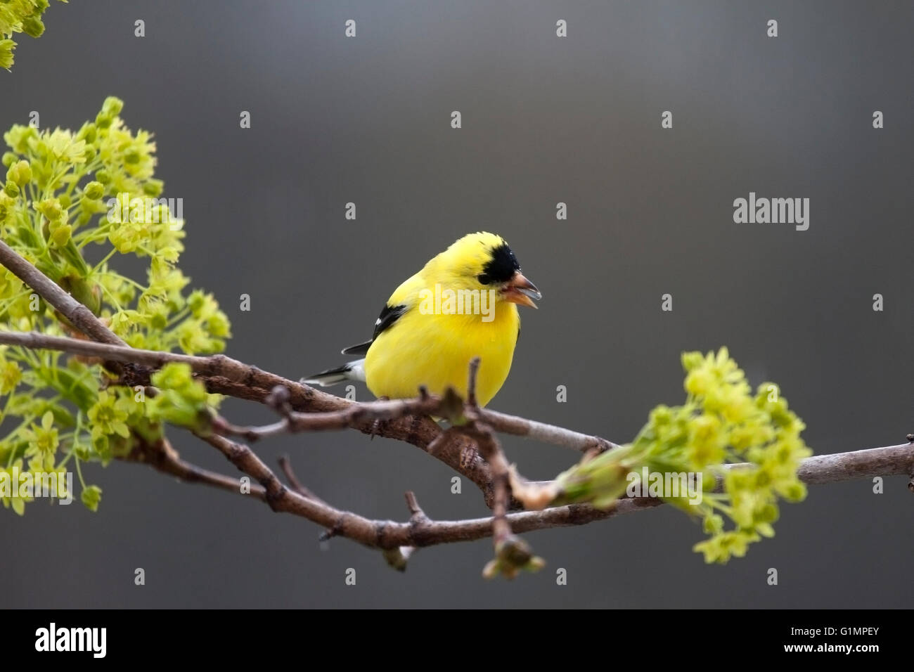 Male goldfinch cocks head while perched on maple tree branch in spring ...