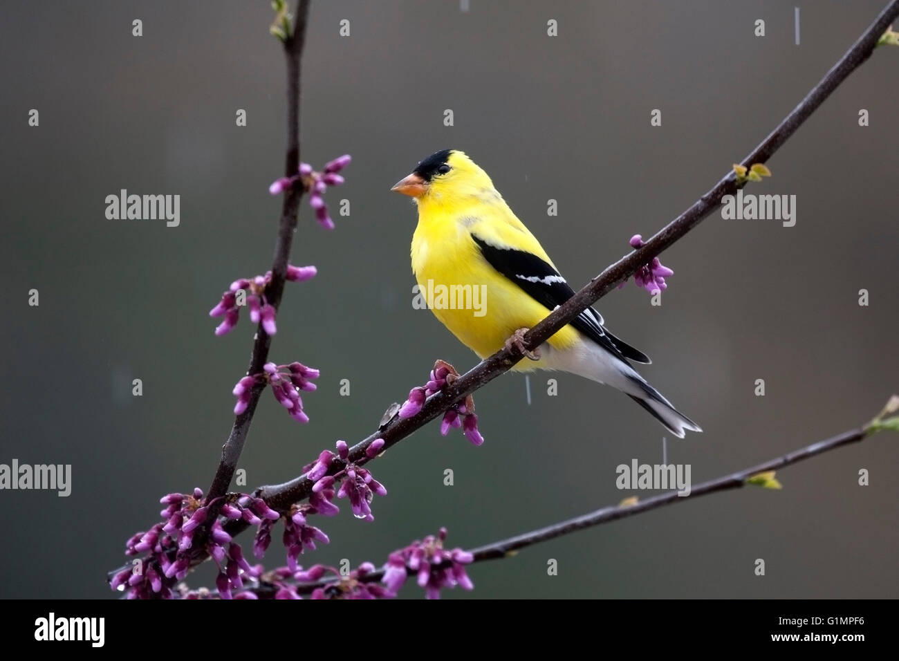 Male goldfinch perches on redbud branch during spring rain Stock Photo ...