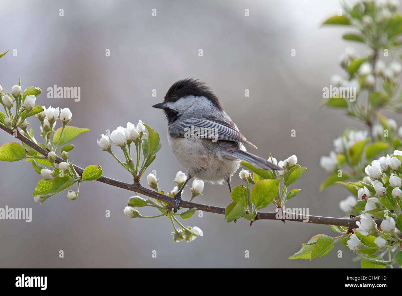 Black capped chickadee perches on flowering tree branch in spring Stock ...