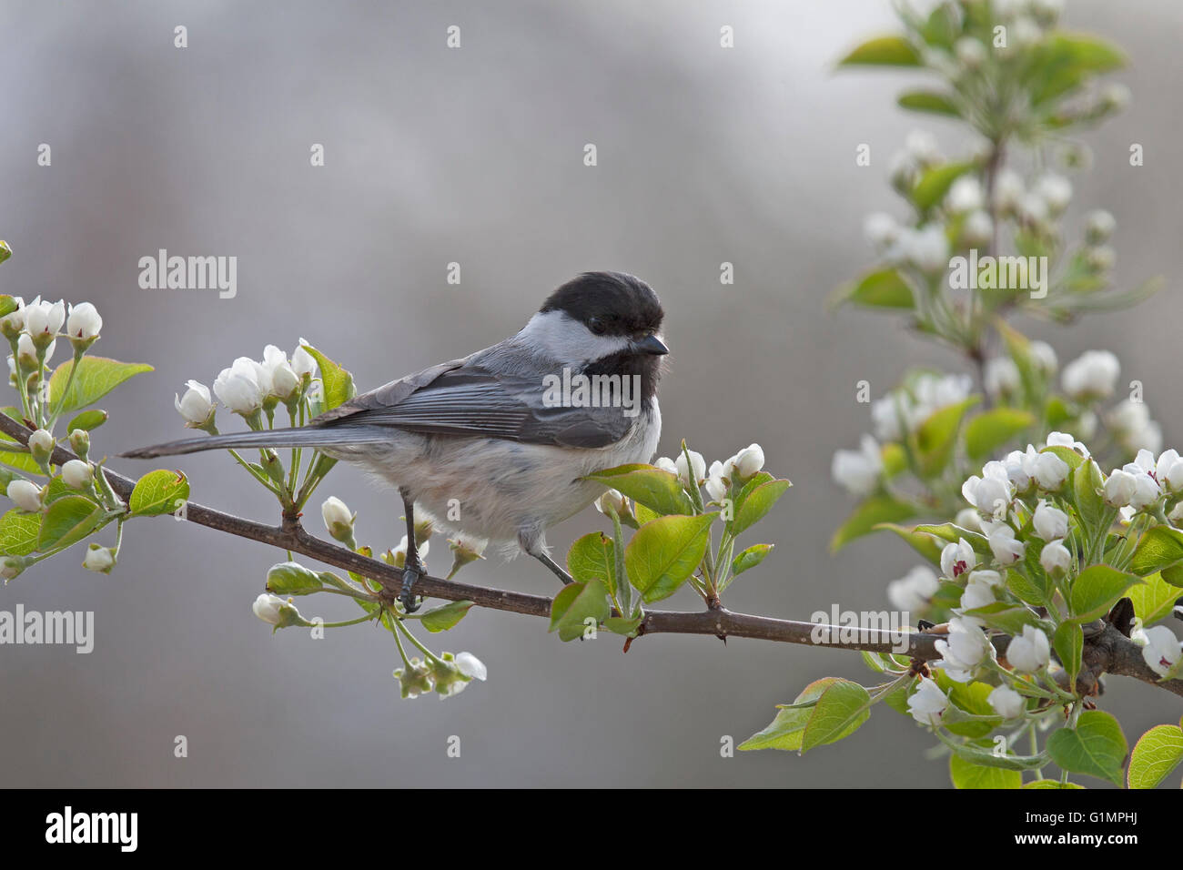 Black capped chickadee perches on flowering branch in spring Stock ...