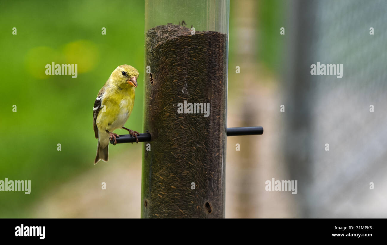 Springtime brings little Yellow birds - American Goldfinch (Spinus ...