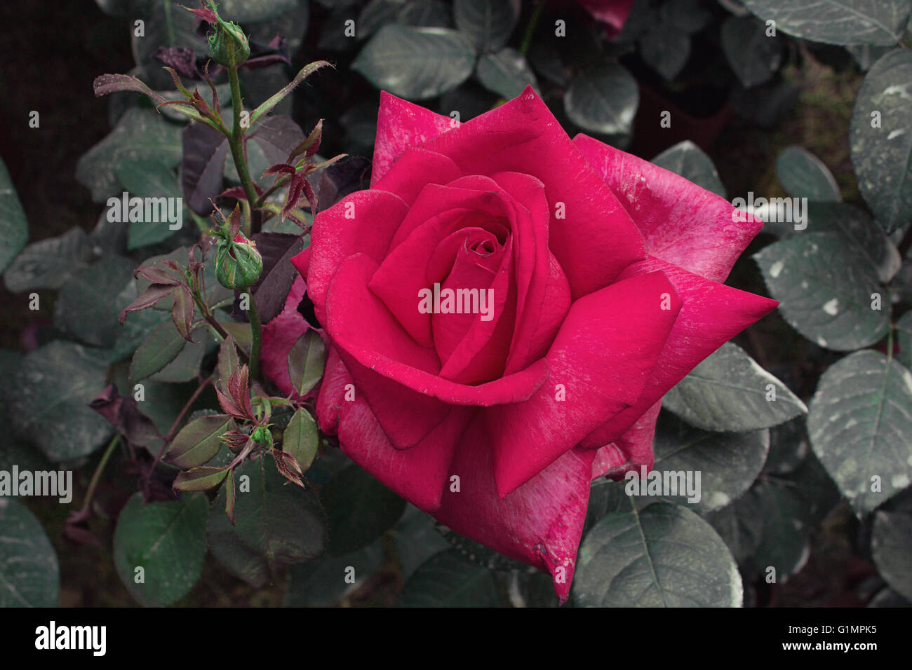 Pink rose growing in the garden, with green leaves in the background ...