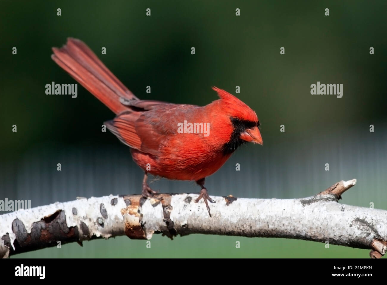 Male cardinal perches on birch branch Stock Photo - Alamy