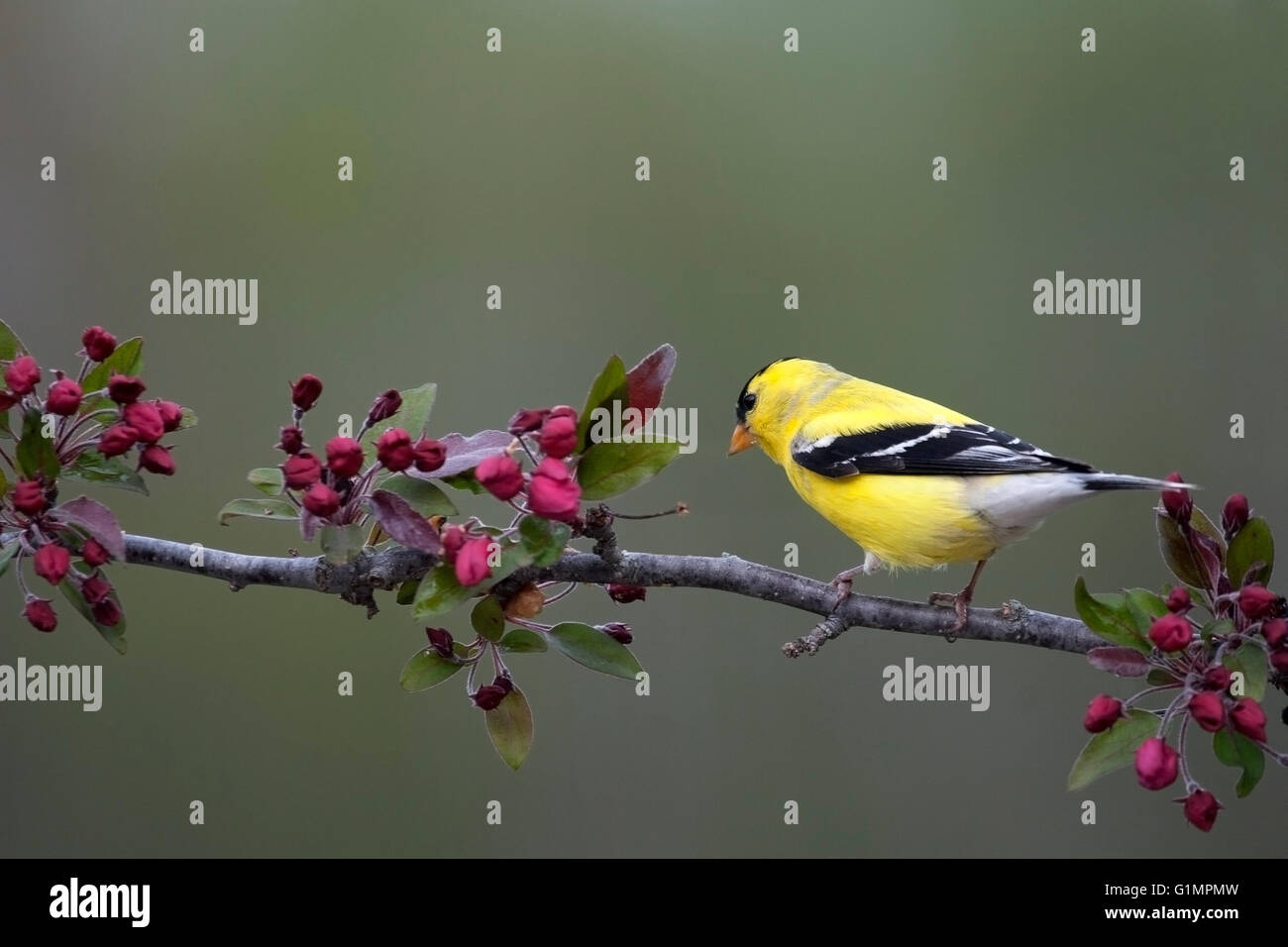 Male goldfinch hi-res stock photography and images - Alamy
