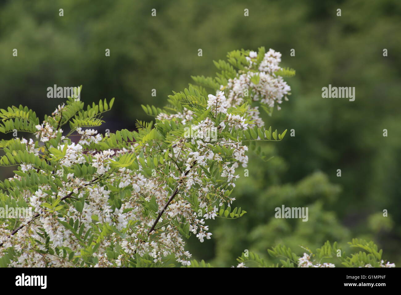 Flowering false acacia (Robinia pseudoacacia) with blurred green ...
