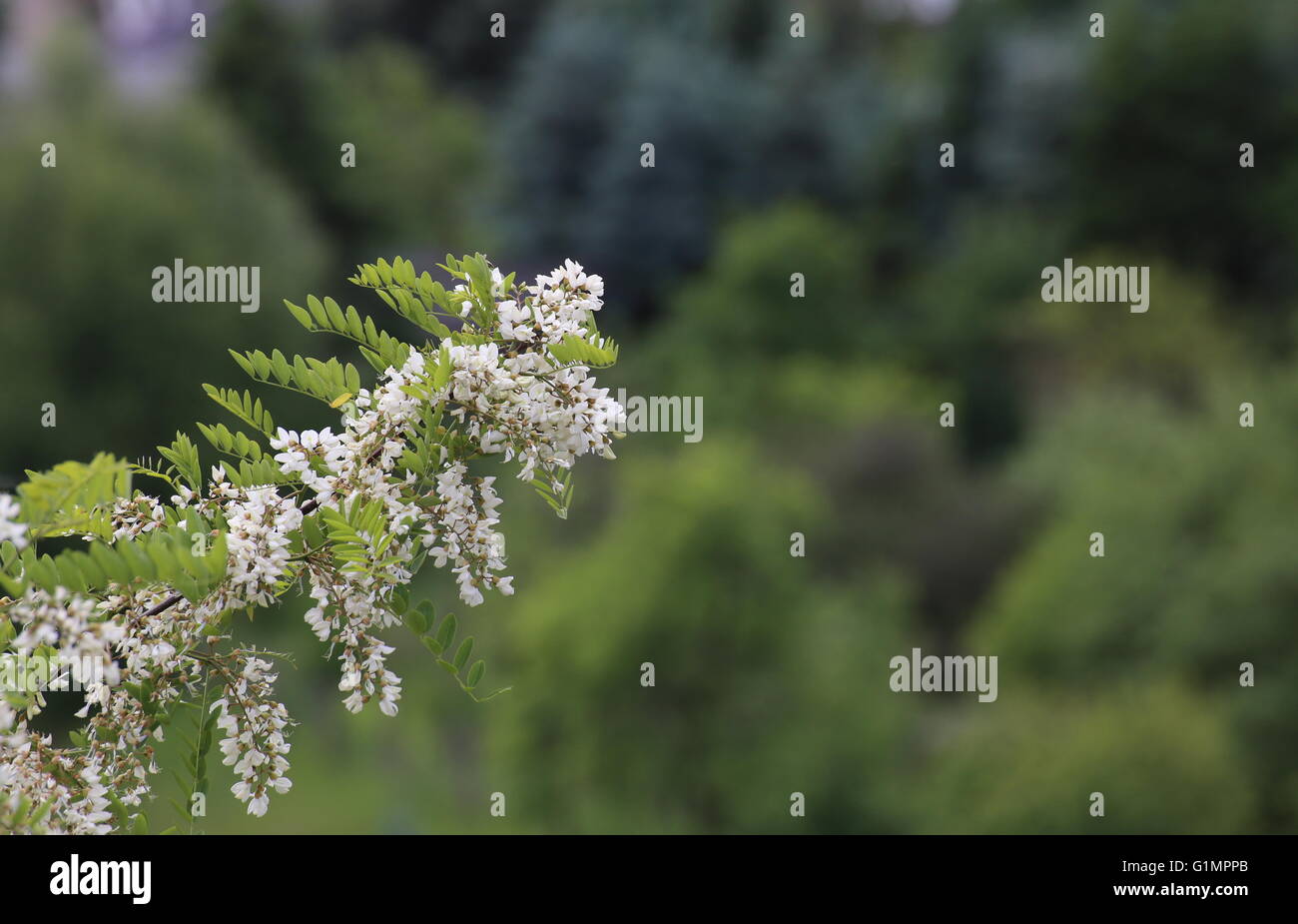 Flowering false acacia (Robinia pseudoacacia) with blurred green ...