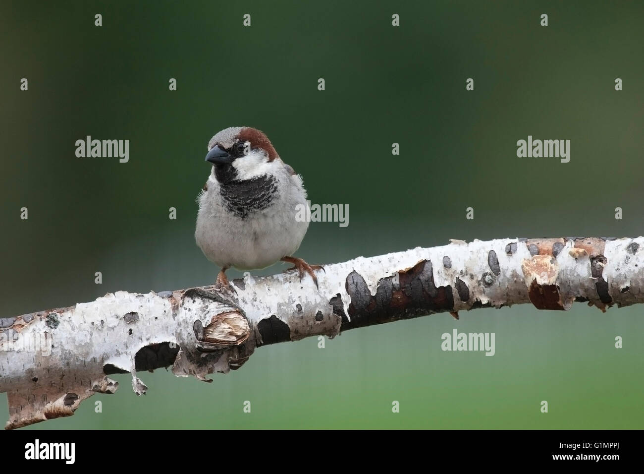 Male house sparrow perches on birch tree branch Stock Photo - Alamy
