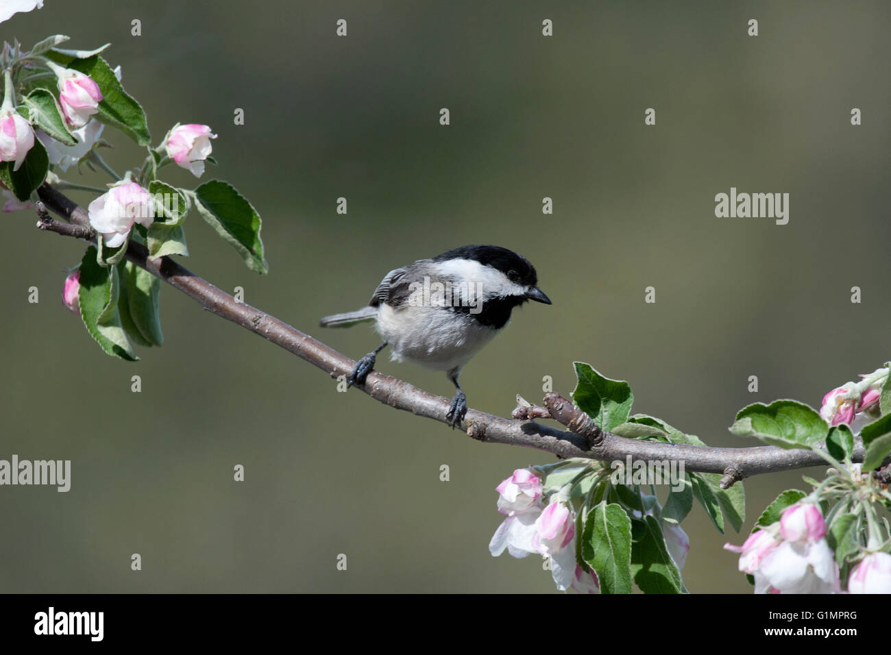 Black capped chickadee perches among apple blossoms in springtime Stock ...