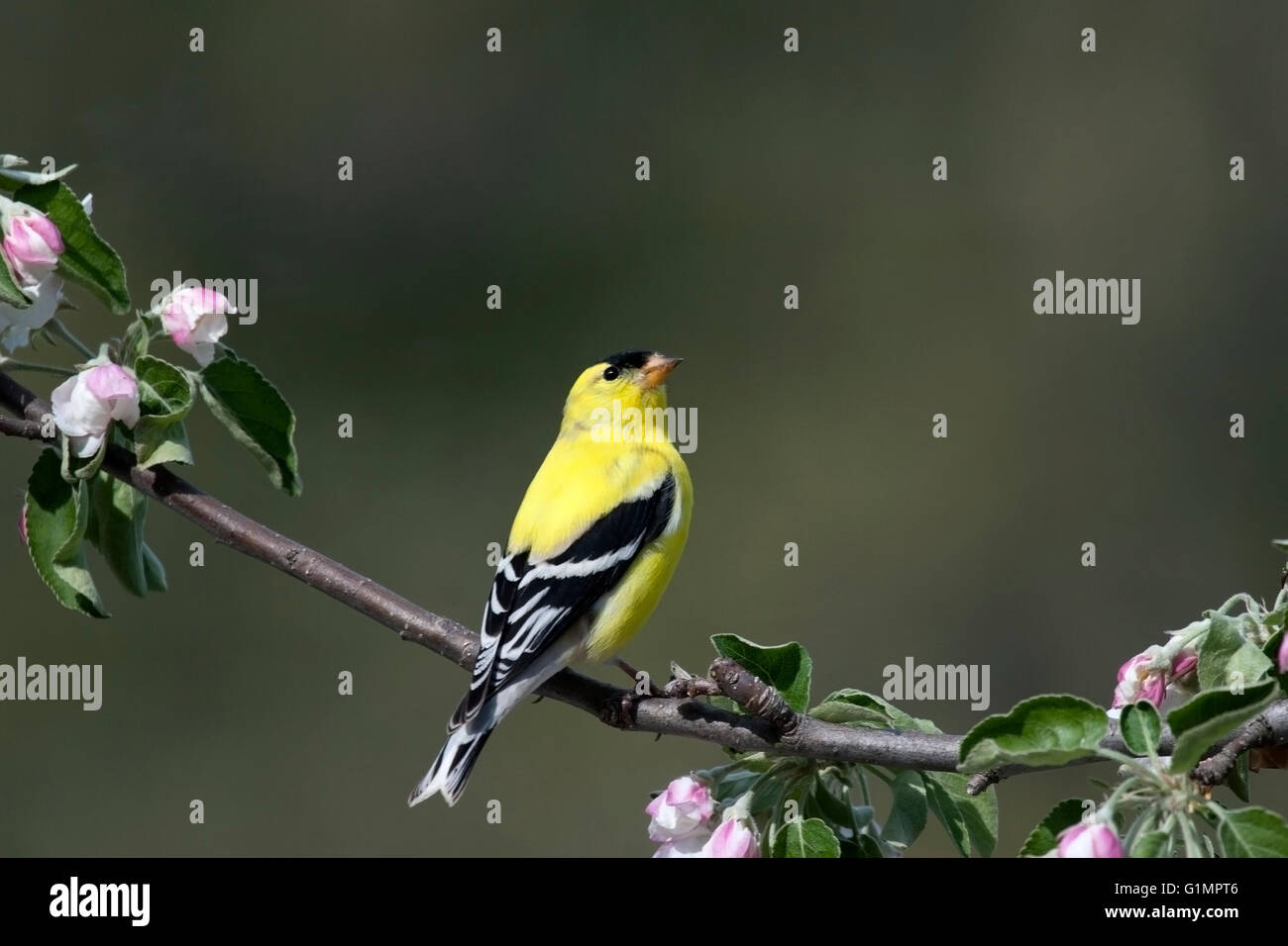 Male goldfinch perches among pink apple tree blossoms in springtime ...