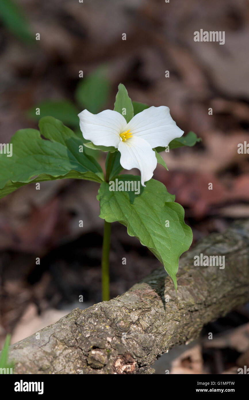 White trillium grows near downed tree branch Stock Photo - Alamy