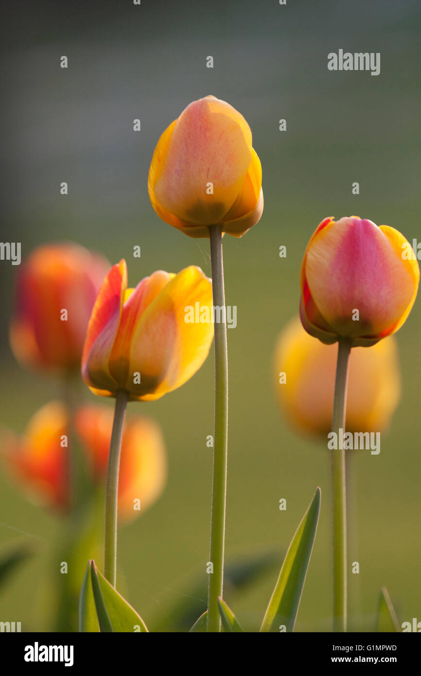 Yellow and red tulips backlit by sun Stock Photo - Alamy