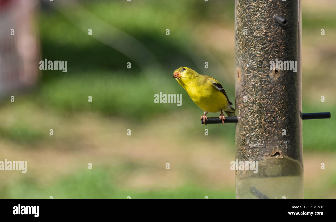 Springtime brings little Yellow birds - American Goldfinch (Spinus ...